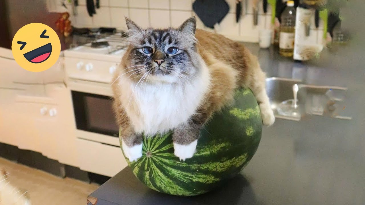 Koty.porady-tech.pl - Koty,. porady, filmy, ciekawostki - Twój komplet ...