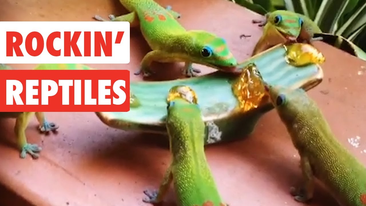 Funny Reptile Pictures