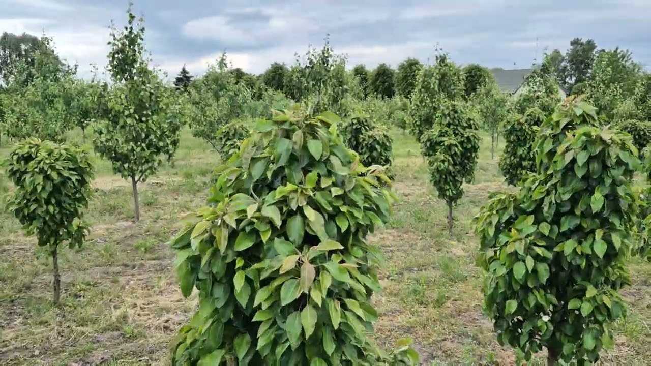 Вівсяниця сиза · Садовий центр «Shoni»