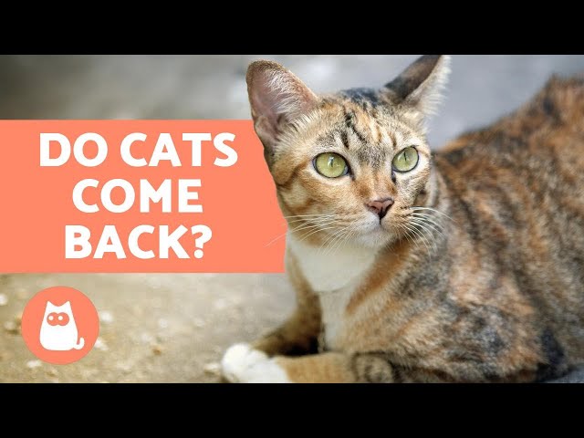 How Far Away Do Cats Go From Home HayFarmGuy