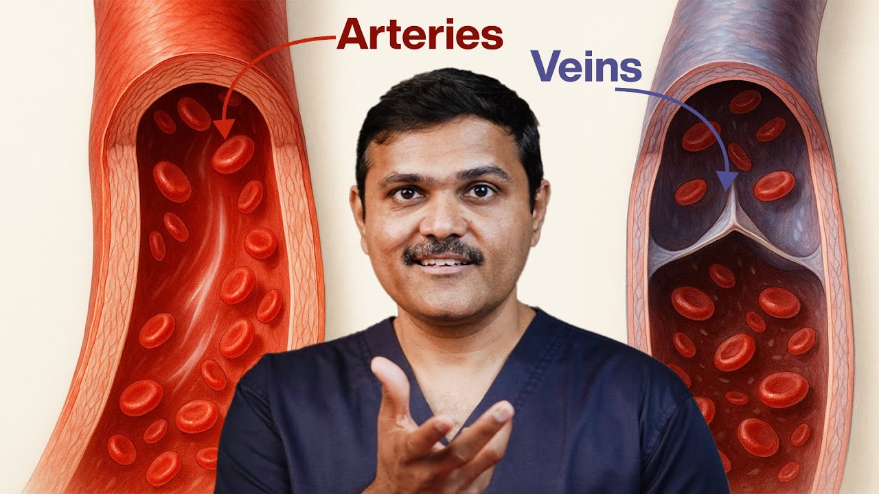 Veins vs. Arteries: What's the Difference? A Complete Guide