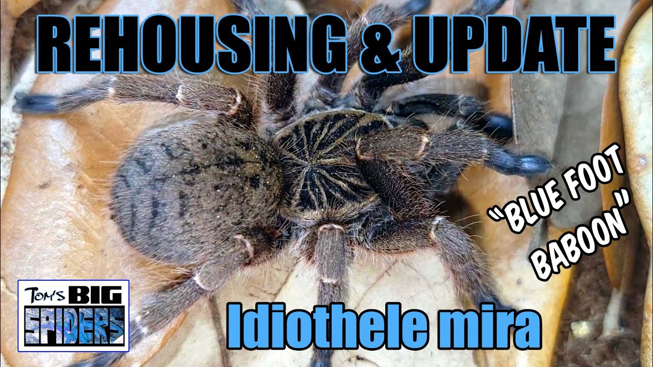 Tom's Big Spiders - Tarantulas and Inverts - Idiothele mira "Blue Foot ...