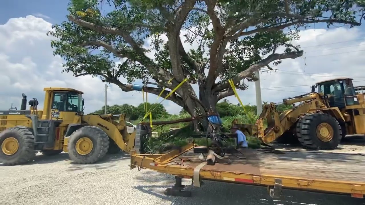 Large Tree Delivery, Installation, and Relocation - J.D. Thornton Nurseries