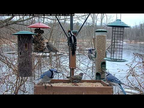 Cornell Lab Bird Cams | Cornell Lab Bird Cams Cornell Lab Bird Cams