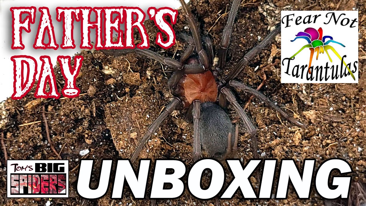 Tom's Big Spiders - Tarantulas and Inverts - Father's Day Unboxing from ...