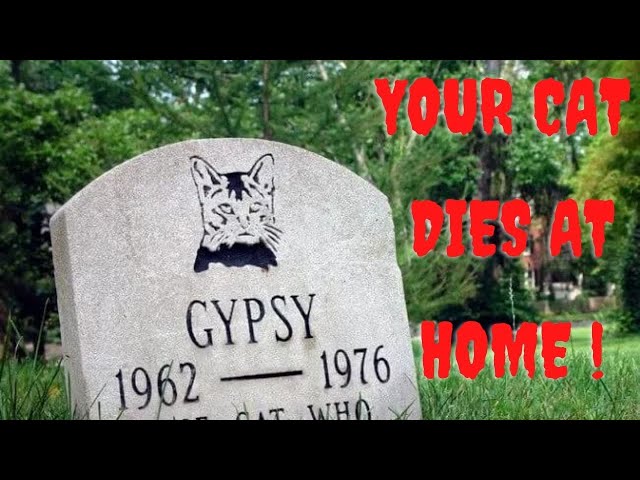 What To Do With A Dead Cat At Home To Get Ideas what-to-do-with-a-dead-cat-at-home-to-get-ideas