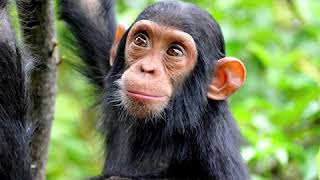 monkey noises 10 hours — YouLoop