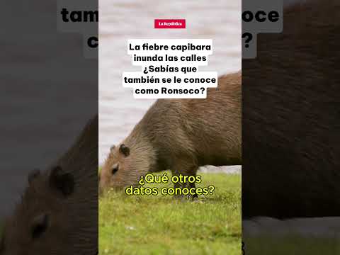 CAPIBARA: ¿Sabías que también se le conoce como RONSOCO? #shorts #NewsLR