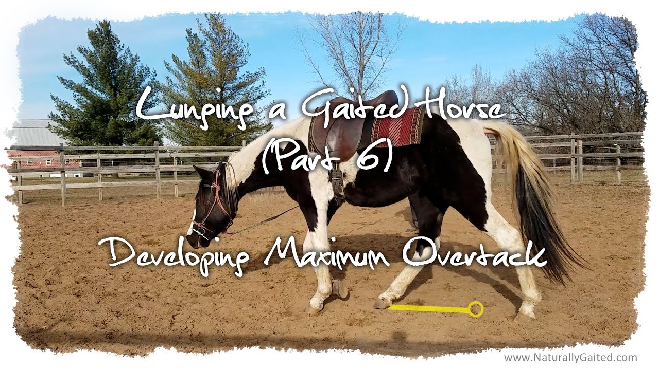 Gaited Dressage Exercises | Naturally Gaited Horse