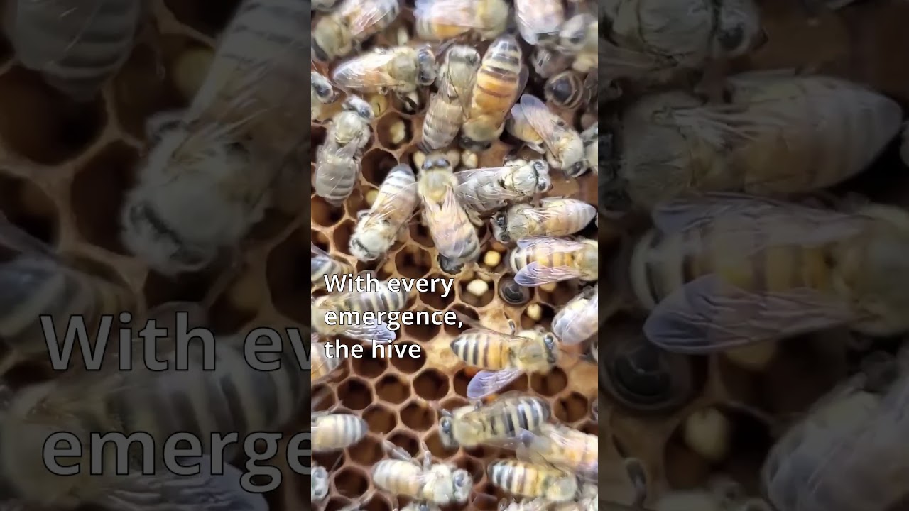 Suburban Sodbuster – Natural beekeeping and organic gardening in our ...