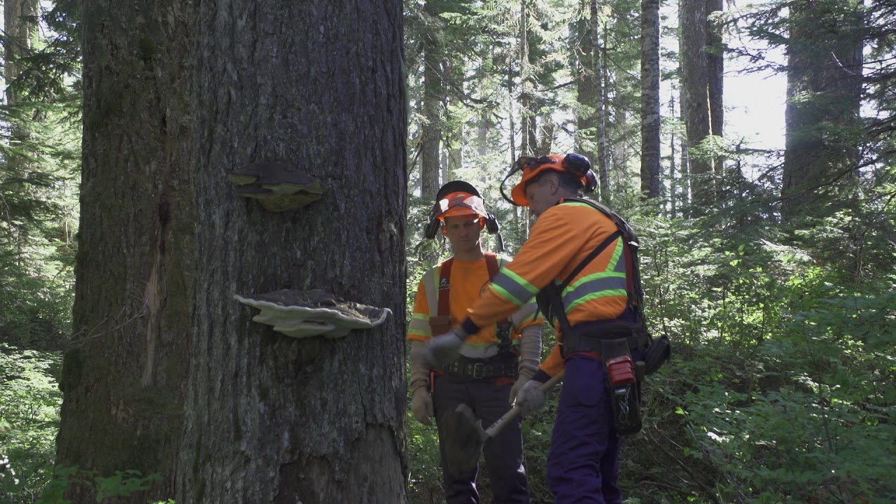 The BC Forest Safety Council – Safety is good business